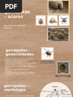 Ácaros del polvo: Dermatophagoides y Euroglyphus | PDF | Alergia