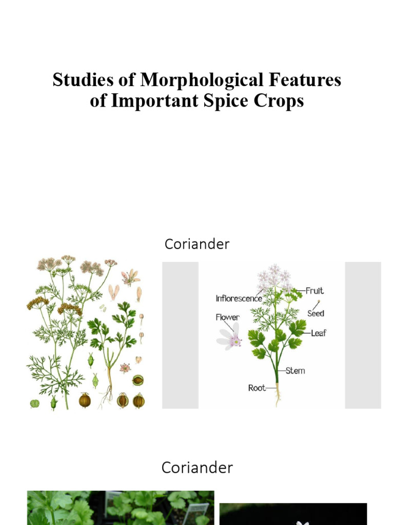 Morphology of Spice Crops - 2 | PDF