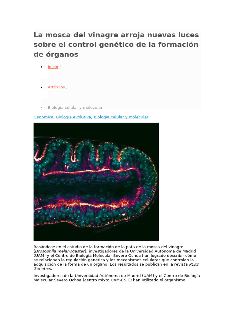 Control genético en la morfogénesis de Drosophila | PDF | Biología ...