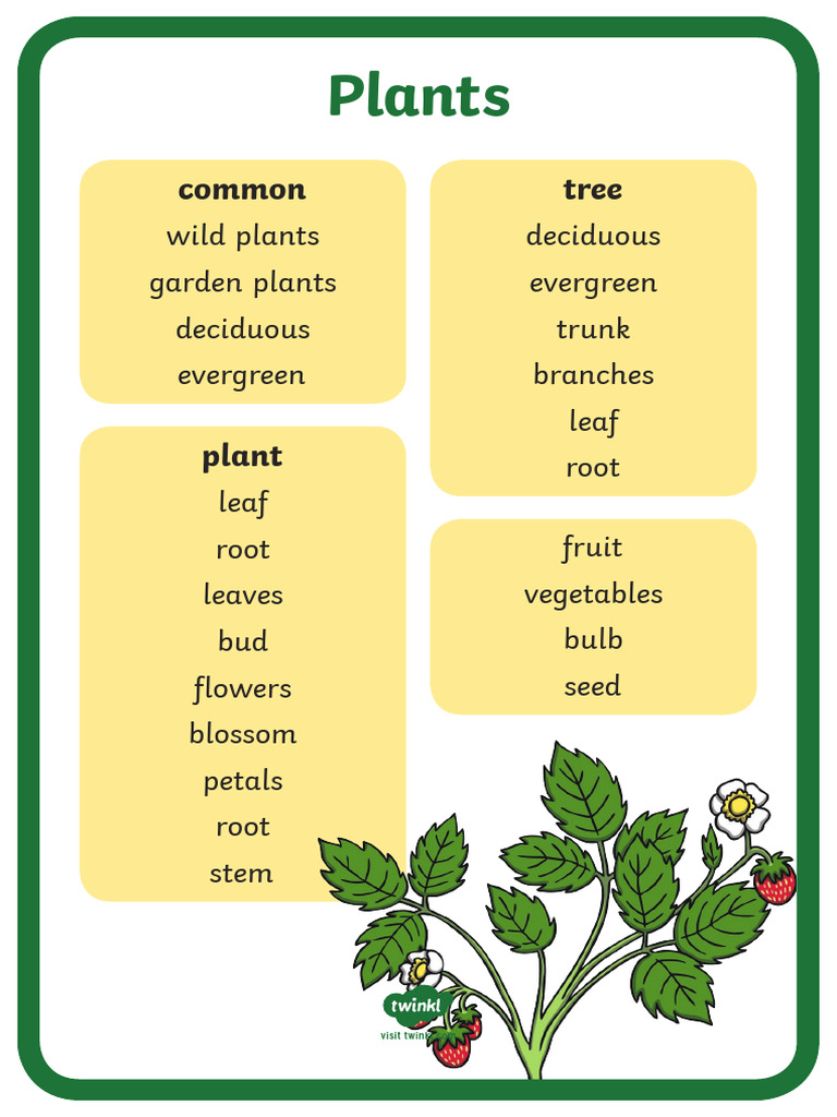Year 1 Plants Scientific Vocabulary Poster | PDF