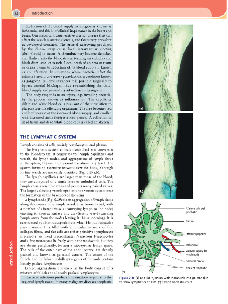 Anatomy Internal Test | PDF