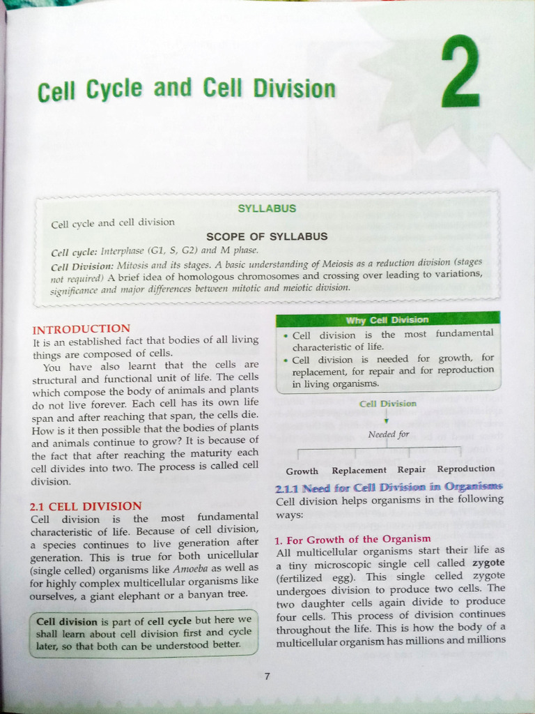 Cell Cycle and Division Overview | PDF | Mitosis | Meiosis