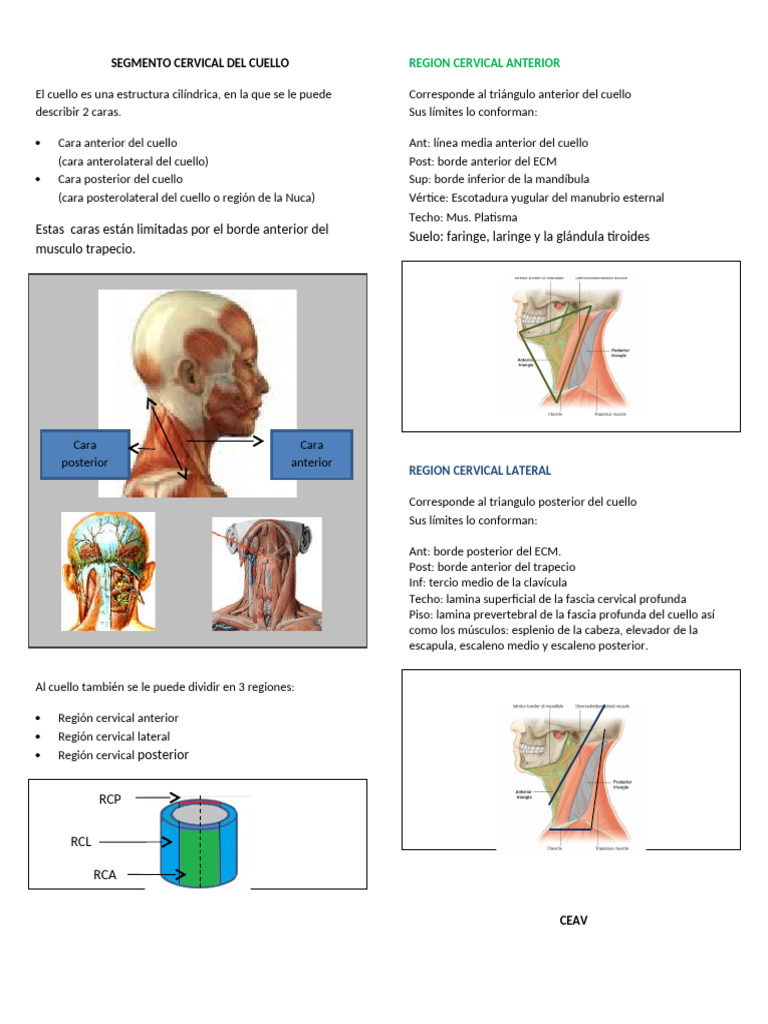 Triangulos Del Cuello | PDF | Anatomía humana | Cabeza y cuello humanos