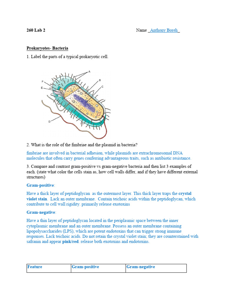 Gram-Positive Crystal Violet Stain Gram-Negative | PDF | Gram Positive ...
