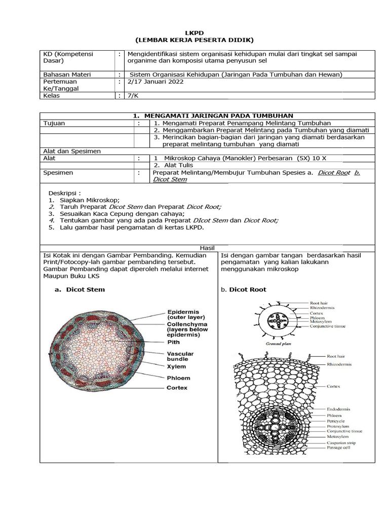 Mengamati Jaringan Dicot Stem dan Root | PDF