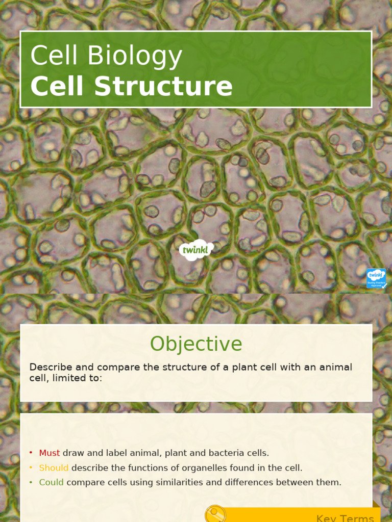 Cell Structure PowerPoint | PDF | Cell (Biology) | Prokaryote