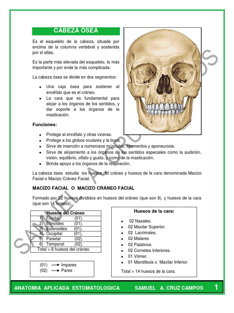 CABEZA ÓSEA | Cráneo | Sistema musculoesquelético