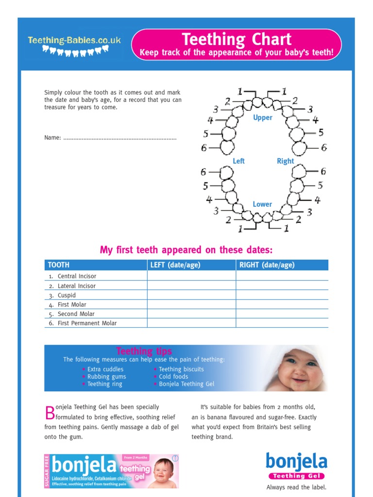 Baby Teething Chart & Tips Guide | PDF