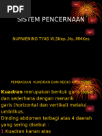 Anatomi Dinding Perut dan Panggul | PDF