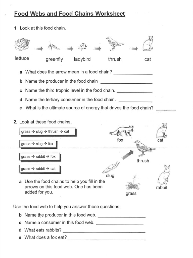 Food Web and Chain Worksheet | PDF