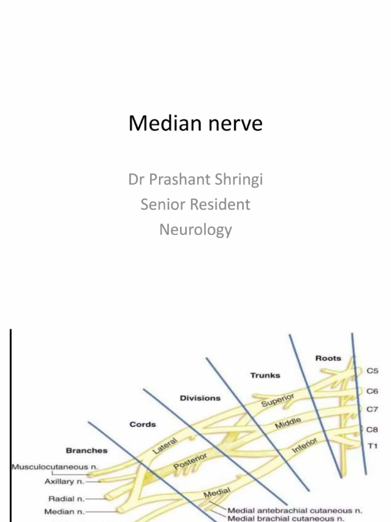 Medial Nerve | PDF