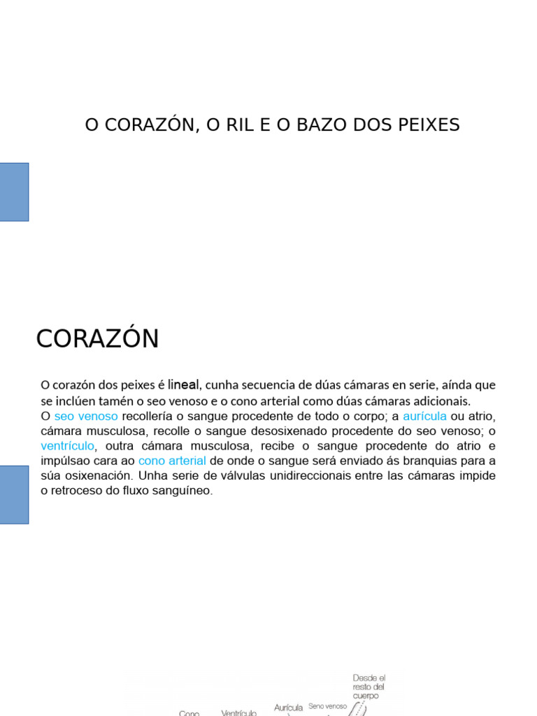 Histología del pez Rodaballo_2 | PDF