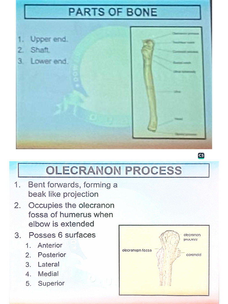(ANATOMY (DEMO) ) Osteology of Ulna by DR Shumaila | PDF