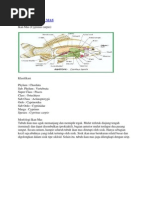 Tipe-tipe Sisik Ikan dan Strukturnya | PDF