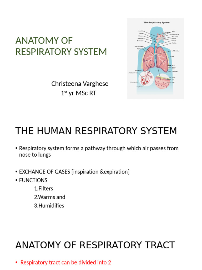 Anatomy of Respiratory System | PDF | Respiratory Tract | Human Nose