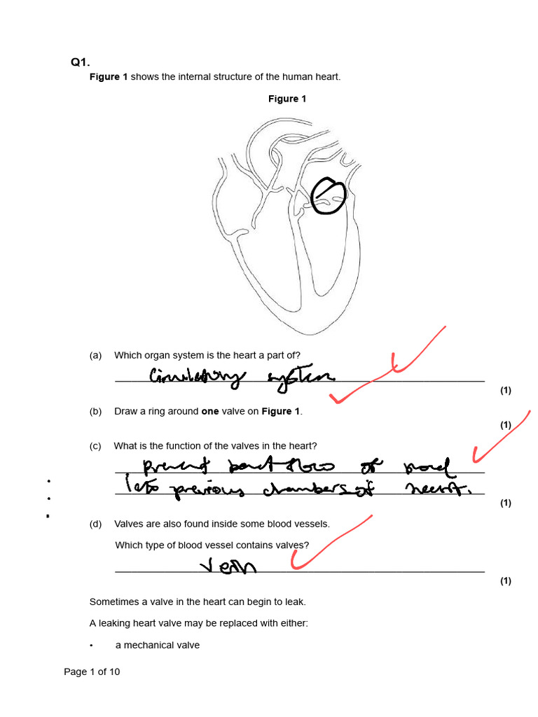 Heart Exam Questions and Answers | PDF | Blood | Blood Cell