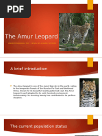 Amur Leopard - Endangered Species | PDF | Leopard | Organisms