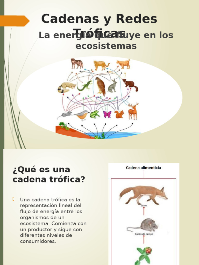 Cadenas y Redes Tróficas en Ecosistemas | PDF | Red alimentaria | Biología