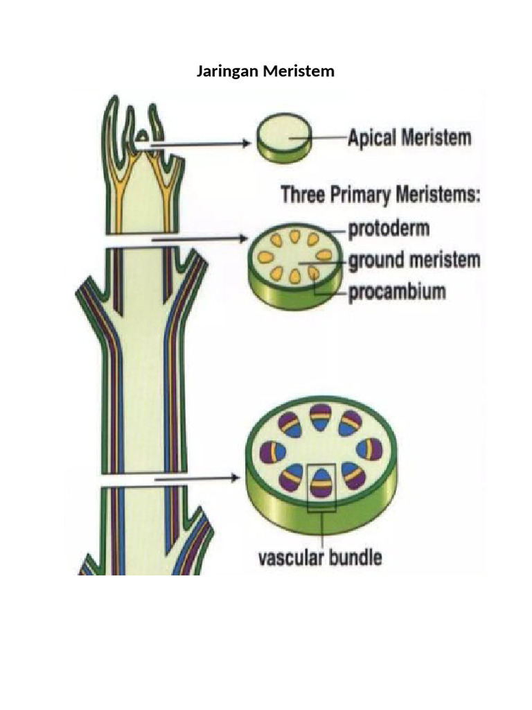 Jaringan Meristem | PDF