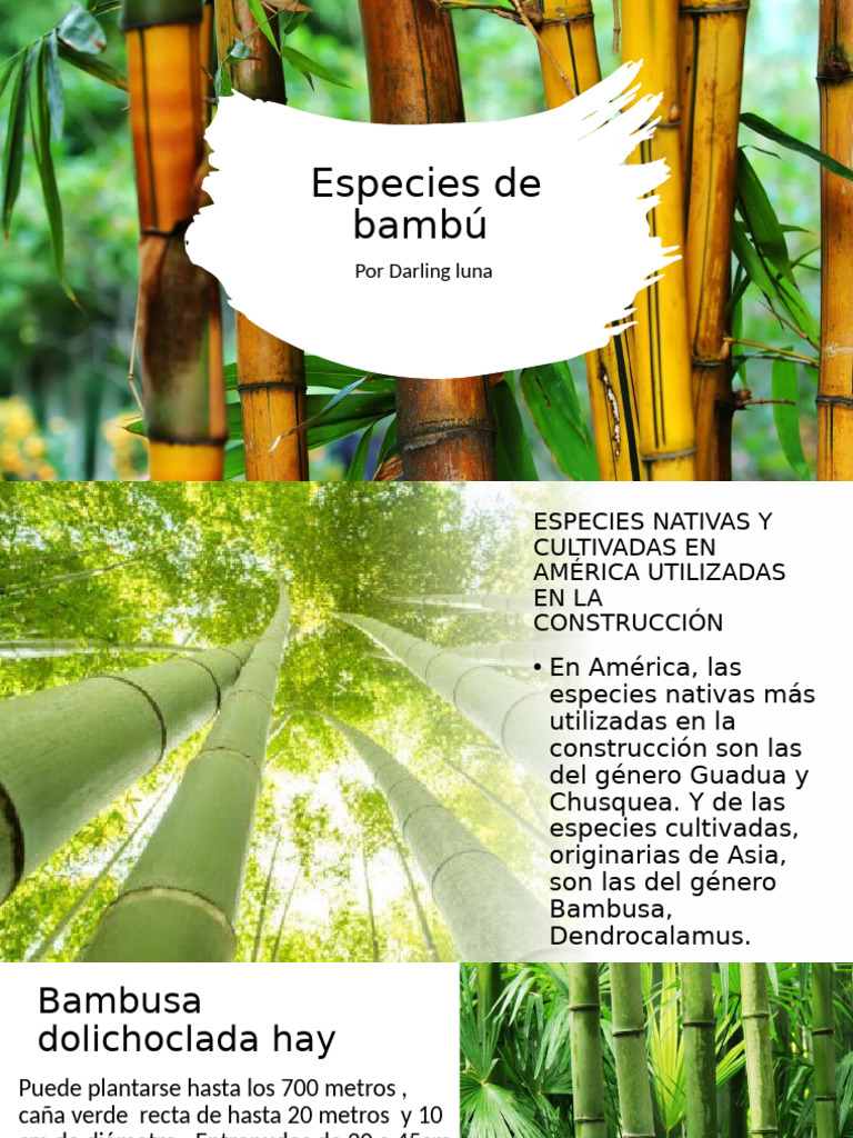 2-Especies de Bambú | PDF | Bambú | Plantas