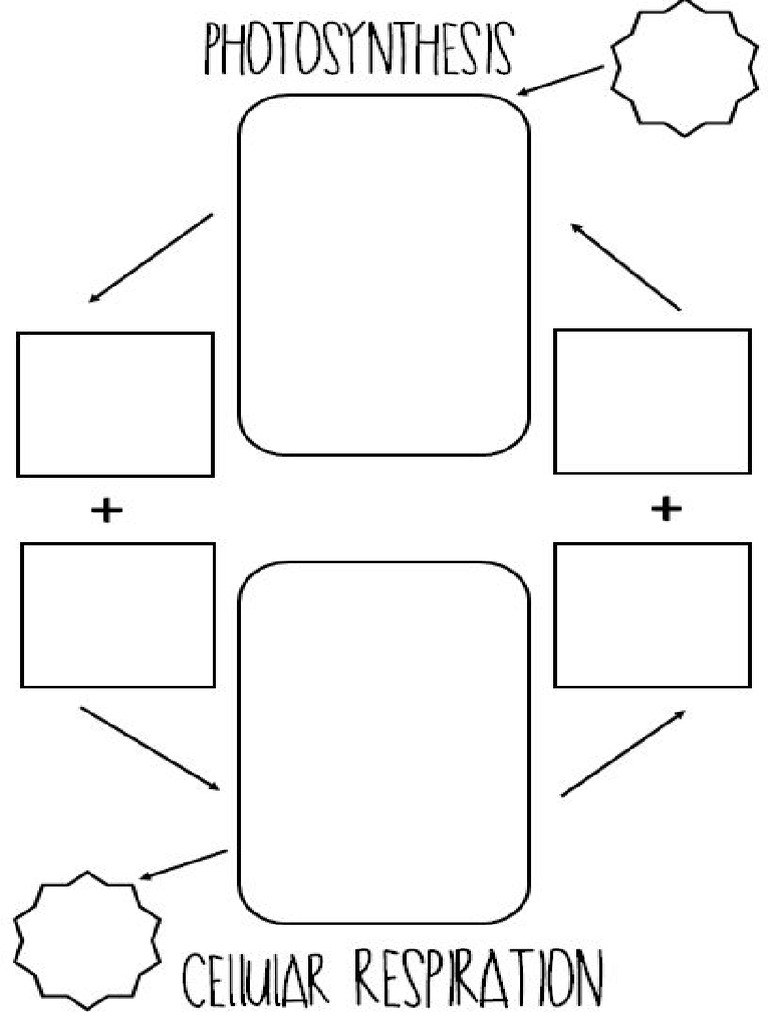 Photosynthesis - Cellular Respiration Doodle Notes | PDF