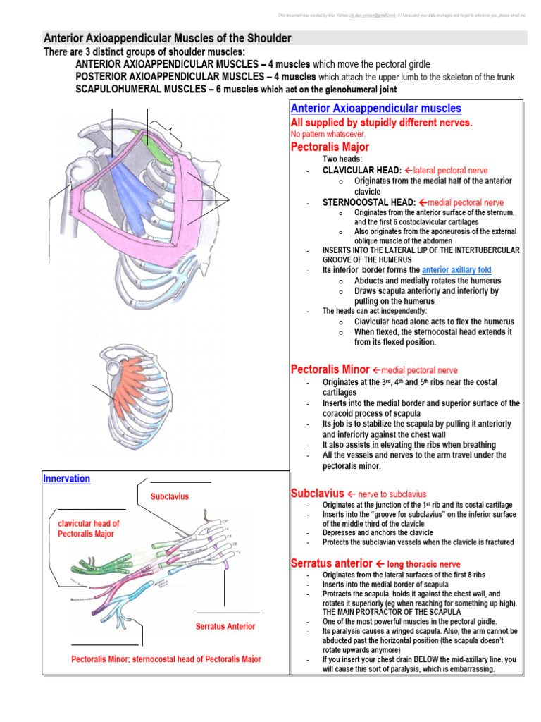 Anatomy - UPPER LIMB - 3 Anterior Axioappendicular Muscles of the ...