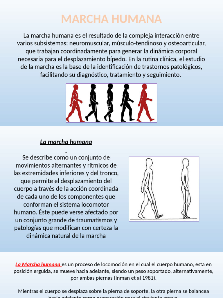 Marcha Humana | PDF | Centro de masa | Pie