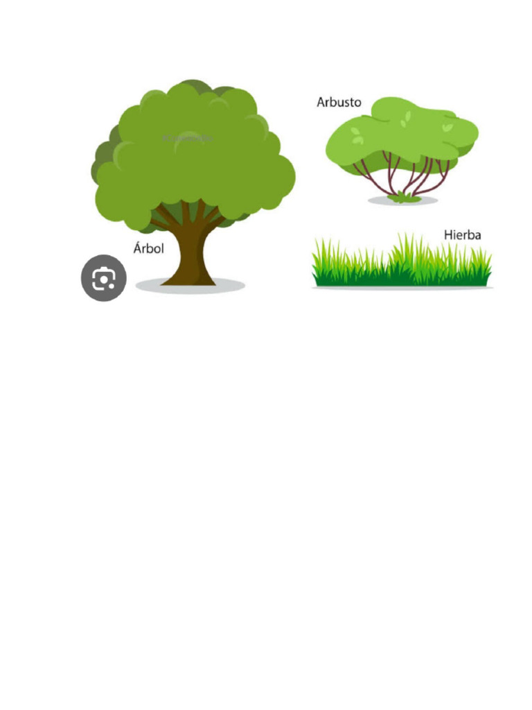 Árbol, Arbusto y Pasto | PDF