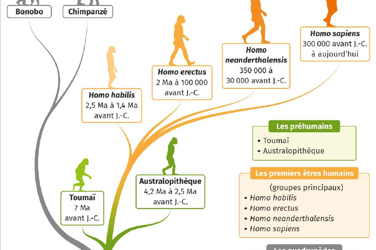 Évolution Des Primates | PDF