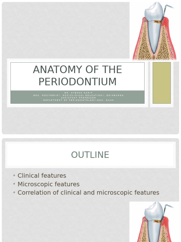 Anatomy of the Periodontium Explained | PDF | Epithelium | Anatomy
