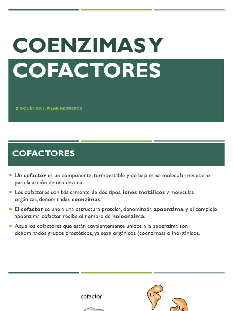 Coenzimas | PDF | Cofactor (Bioquímica) | Enzima