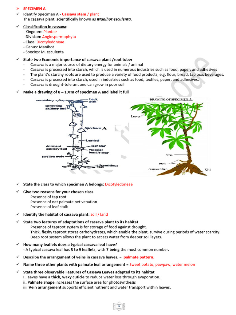 Biology 3 Notes | PDF | Leaf | Flowers