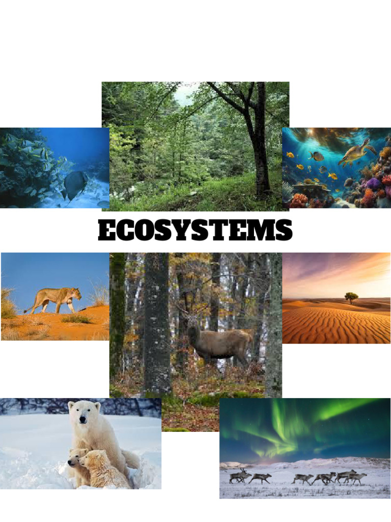 Ecosystems | PDF