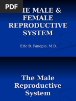 Understanding the Penile Raphe Line | PDF | Genitourinary System ...