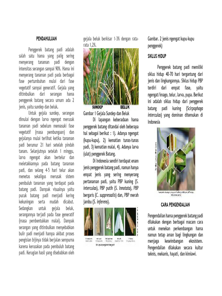 Pengendalian Penggerek Batang Padi | PDF