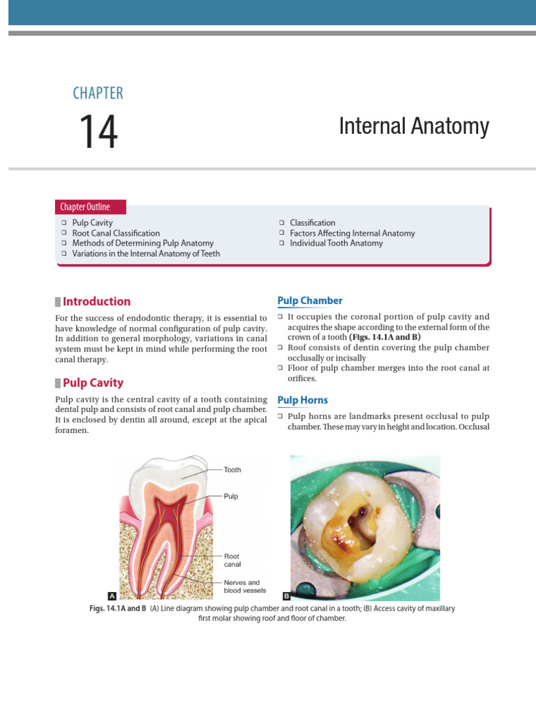 Internal Anatomy of Teeth Explained | PDF | Dental Anatomy | Mouth