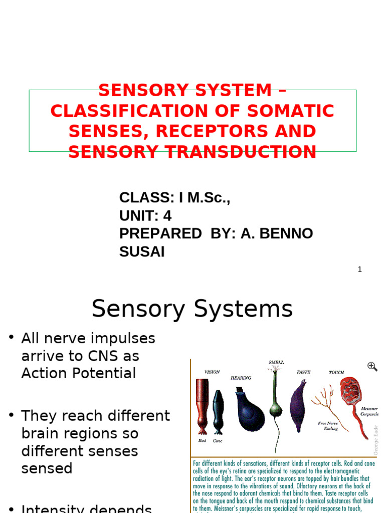 Sensory Receptor Classification and Transduction | PDF | Senses ...