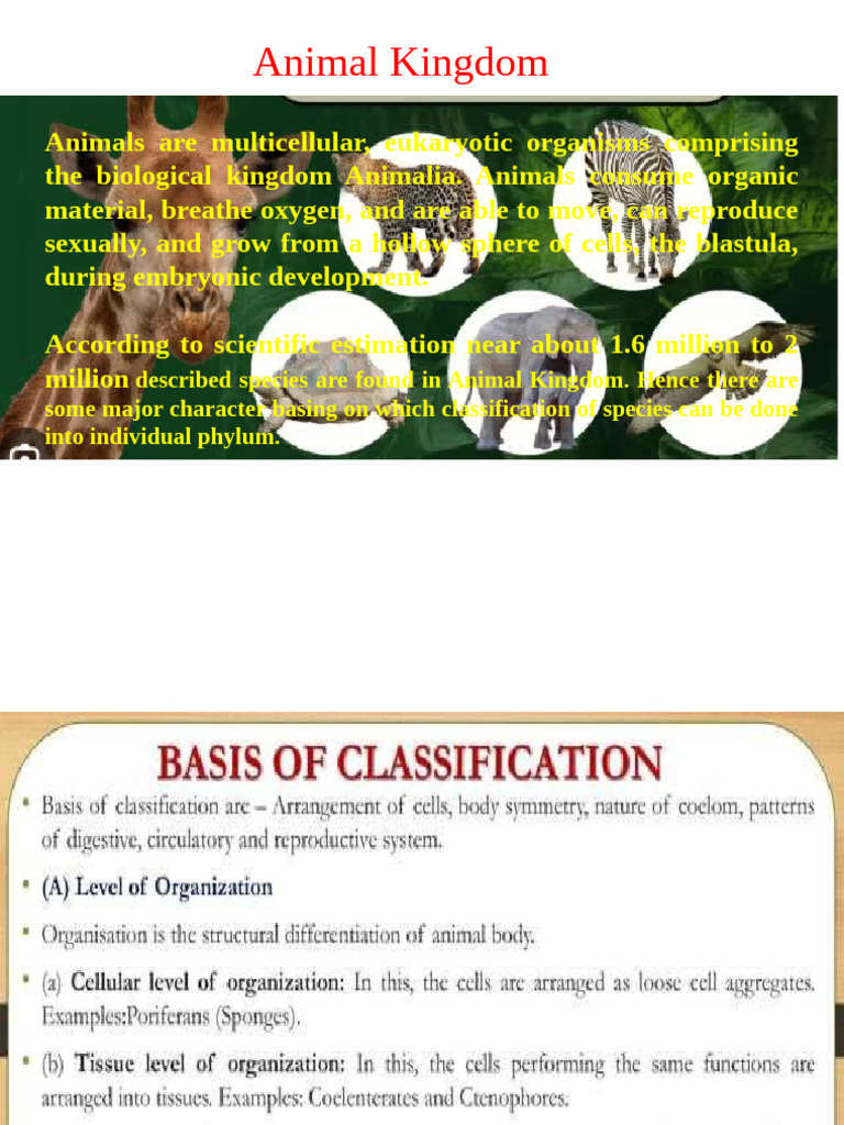 Animal KIngdom Ppt | PDF