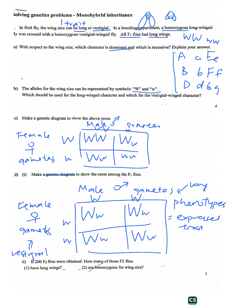 Punnett square and inheritance exercise answers | PDF | Genotype ...