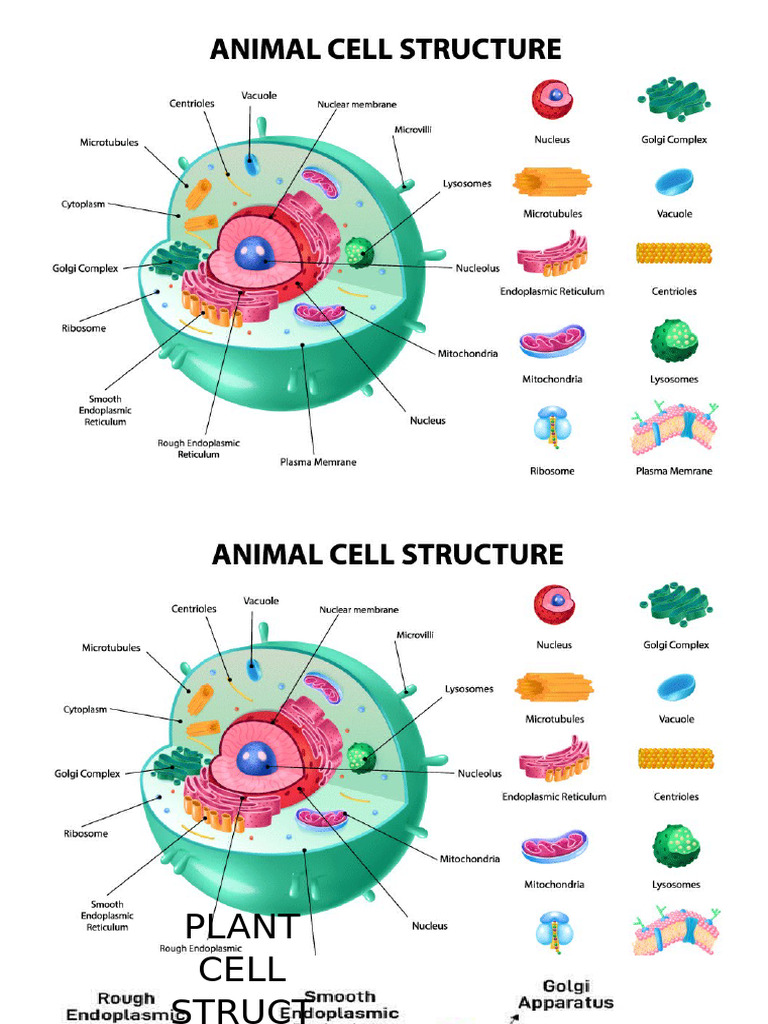 Animal Cell & Plant Cell | PDF