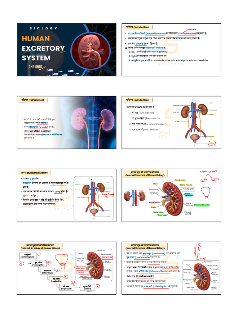 Excretory System - Lecture Note | PDF