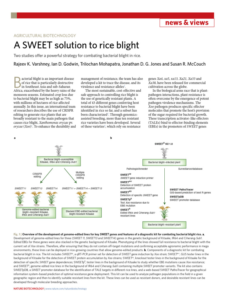 A Sweet Solution To Rice Blight | PDF | Biology | Life Sciences