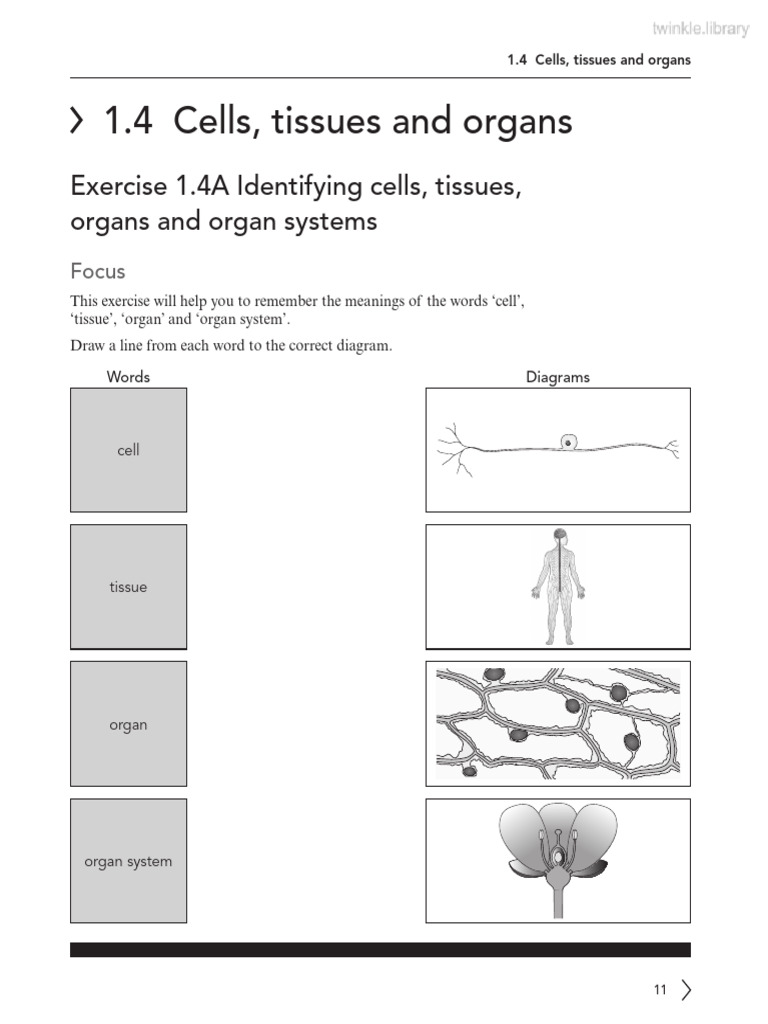 Understanding Cells and Organ Systems | PDF