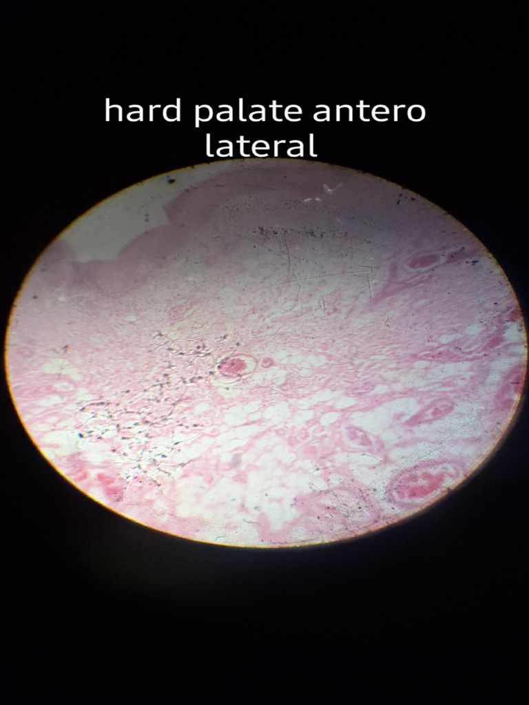 Dental Histology Slides PDF | PDF