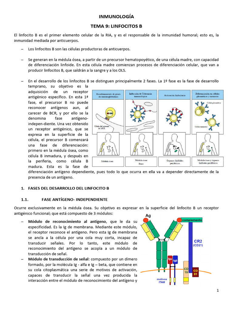 Tema 09.Linfocitos B | PDF | Célula B | Linfocitos