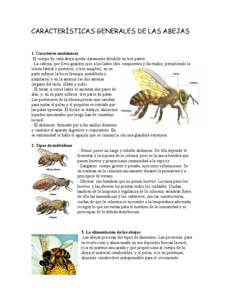 CARACTERÍSTICAS GENERALES DE LAS ABEJAS | Abeja melífera | Abejas