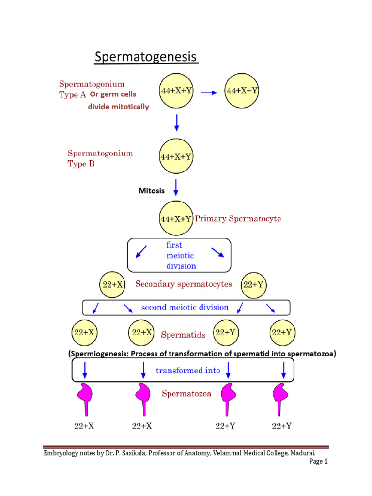 Embryology Notes by Dr. P. Sasikala | PDF | Fetus | Anatomy