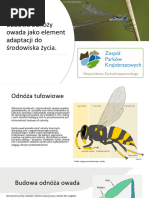 Anatomia Swini Atlas Interaktywny | PDF