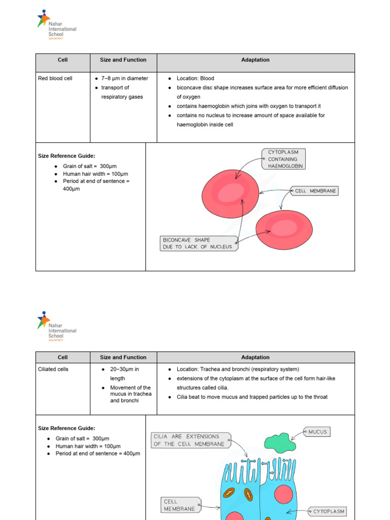 Specialised Cells Student Handout For Activity | PDF | Fertilisation ...