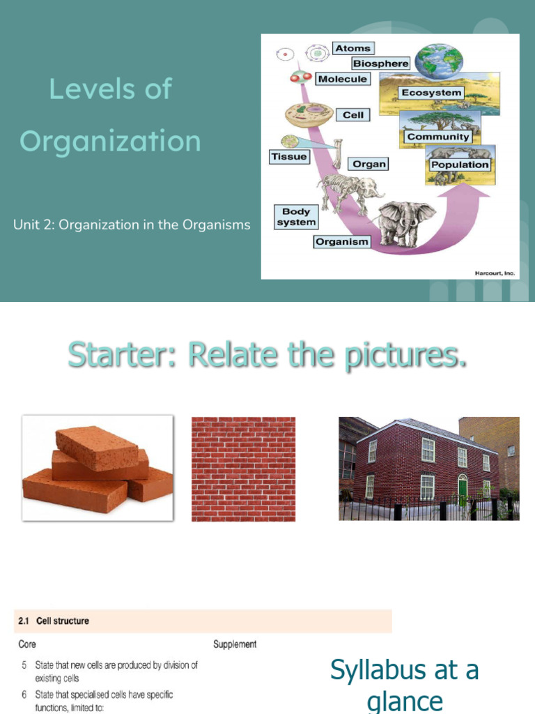 B2 2.1.3 Levels of Organisation | PDF | Cell (Biology) | Organisms